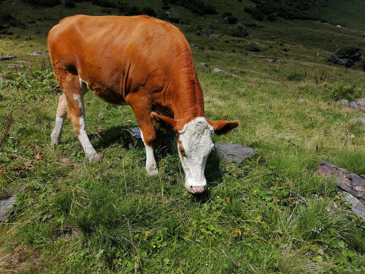 Cow Beef Field - Free photo on Pixabay