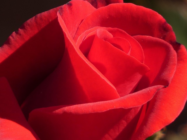 Mawar Merah Bunga - Foto gratis di Pixabay