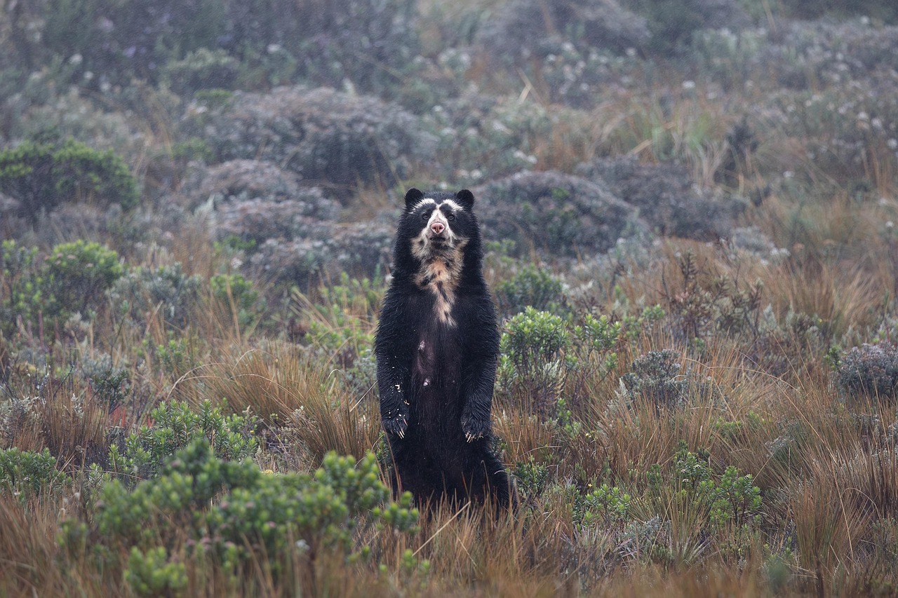 Spectacled Bear Tremarctos - Free photo on Pixabay