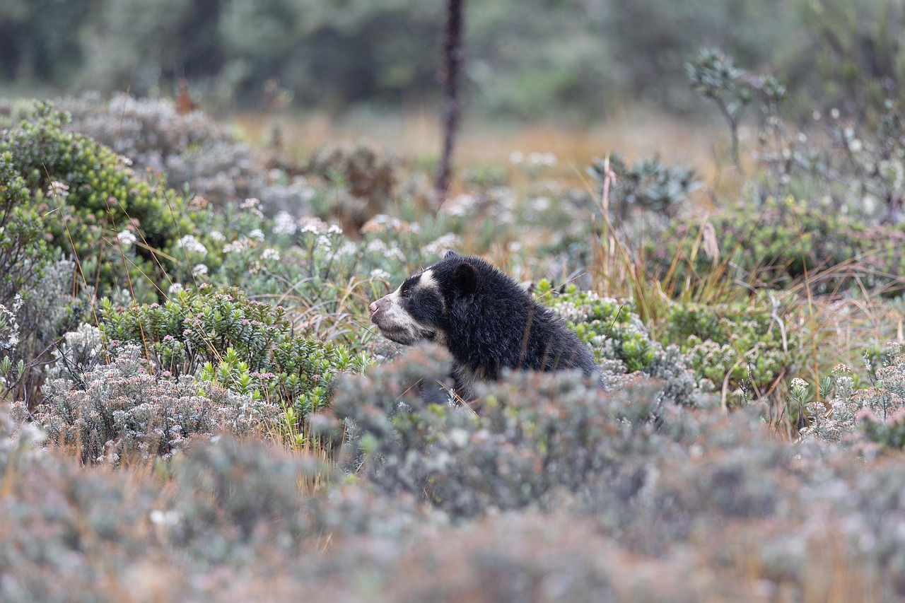 Spectacled Bear Ursid - Free photo on Pixabay