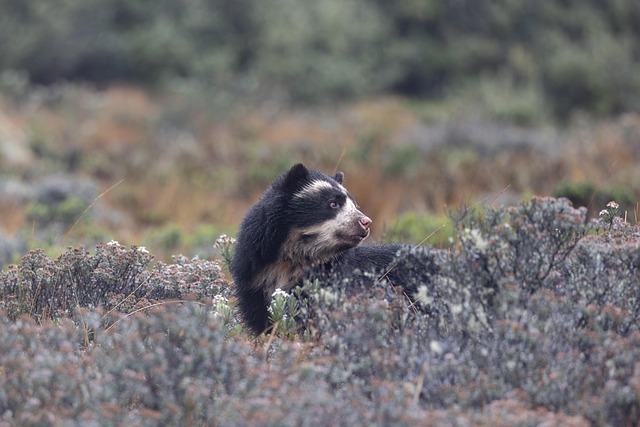 10,000+ Free Spectacled Bear & Bear Images - Pixabay