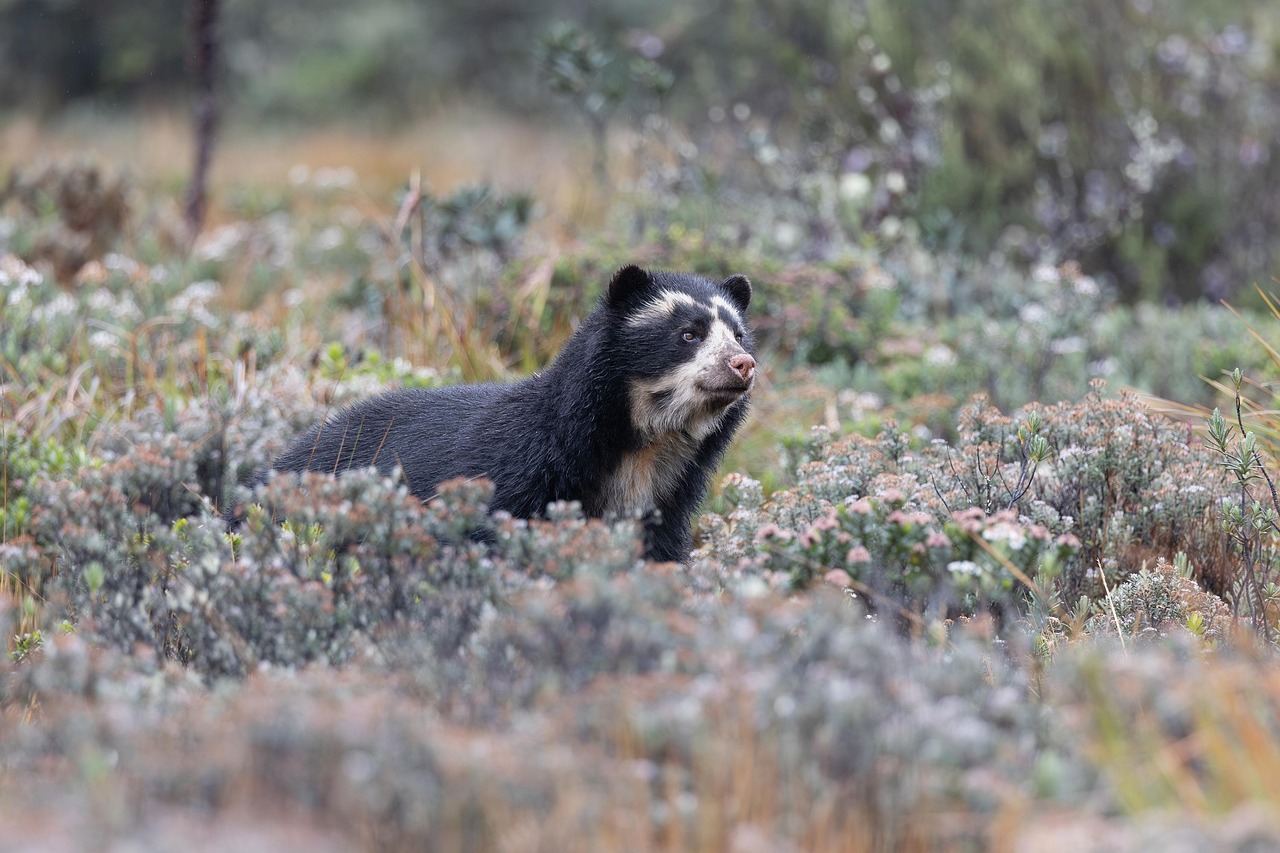 Spectacled Bear Animal Andean - Free photo on Pixabay