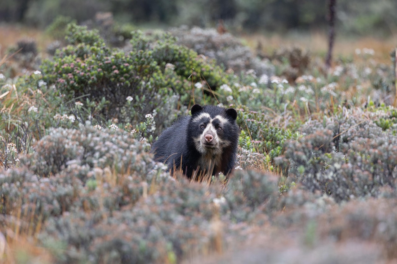 Spectacled Bear Ursid - Free photo on Pixabay