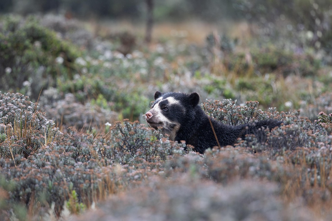 Spectacled Bear Ursid - Free photo on Pixabay