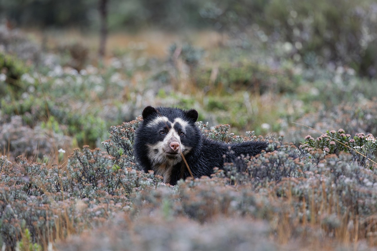 Spectacled Bear Animal - Free photo on Pixabay