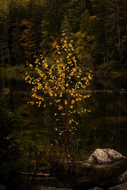 40,000+ Free Green Leaf & Nature Images - Pixabay