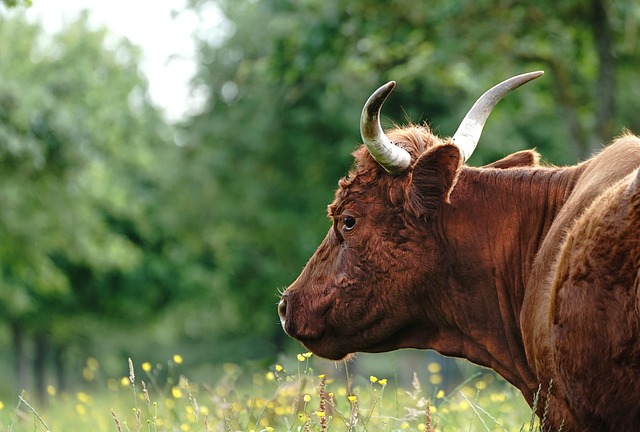 20,000+ Free 4K Cow & Beautiful Wallpaper Images - Pixabay
