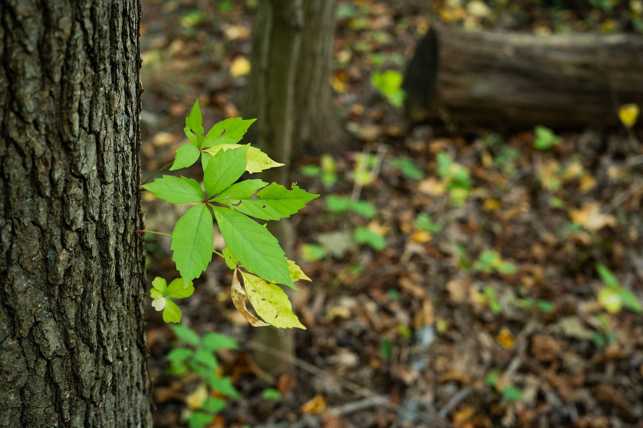 Leaf Nature Green - Free photo on Pixabay