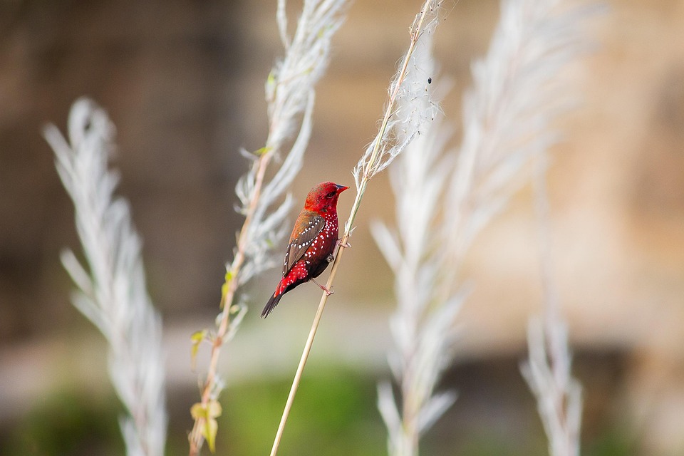 Bird Strawberry Finch Ornithology - Free photo on Pixabay