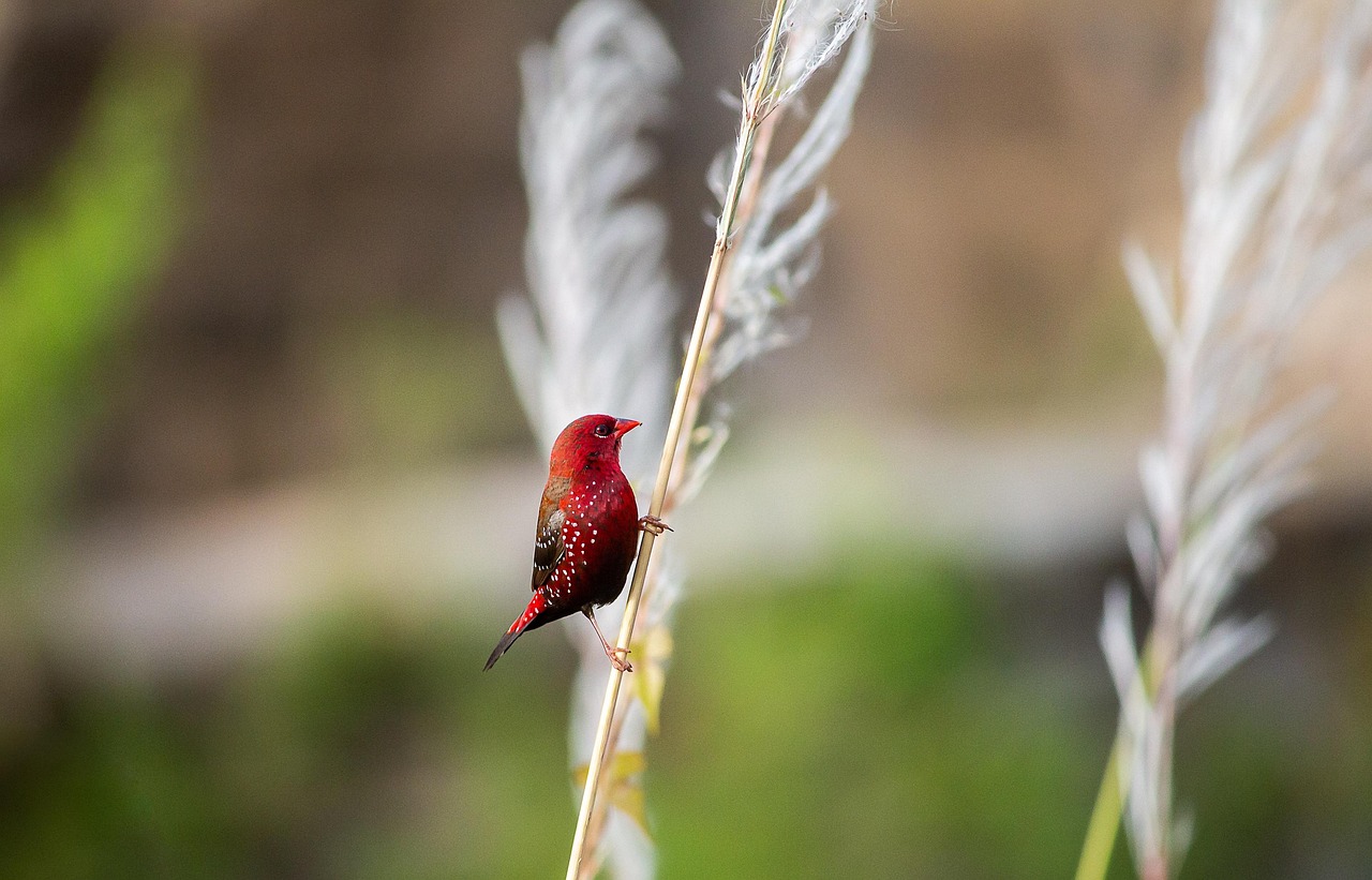 Bird Nature Animal - Free photo on Pixabay