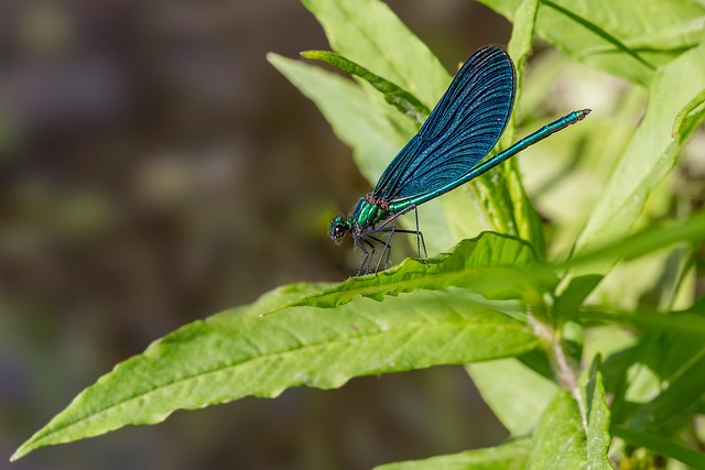 Damselfly Insect Bug Close - Free photo on Pixabay