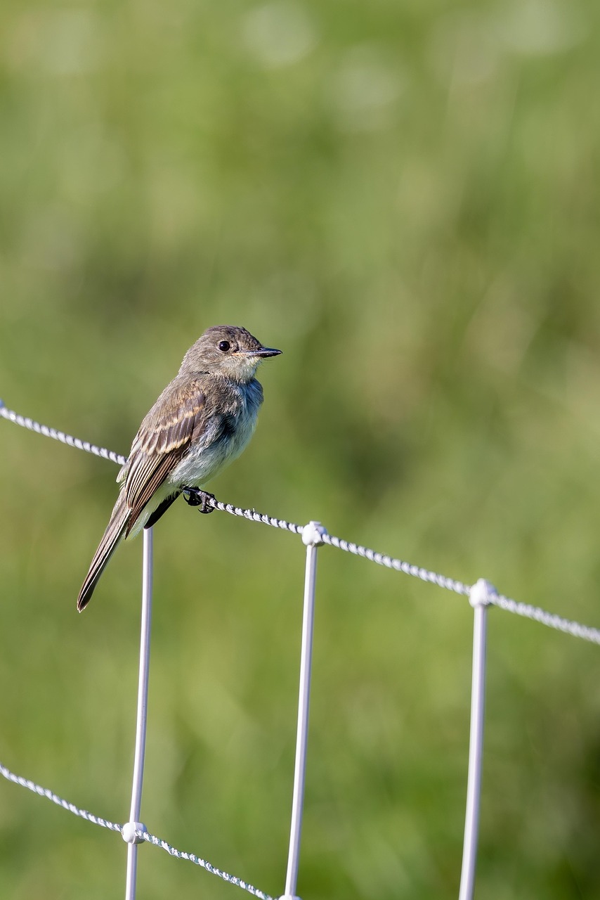 Flycatcher Eastern Phoebe - Free photo on Pixabay