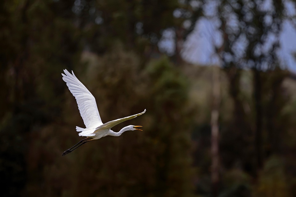 Great Egret Bird - Free photo on Pixabay