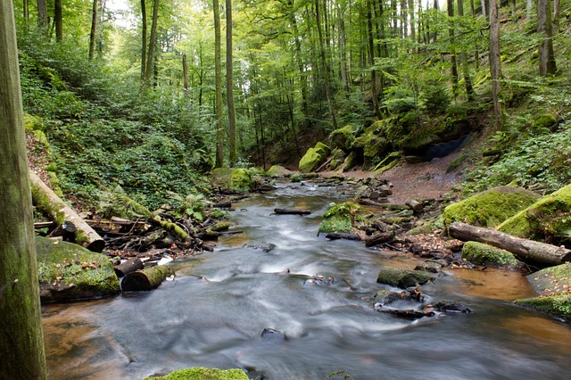 Ruisseau L'Eau La Nature - Photo gratuite sur Pixabay