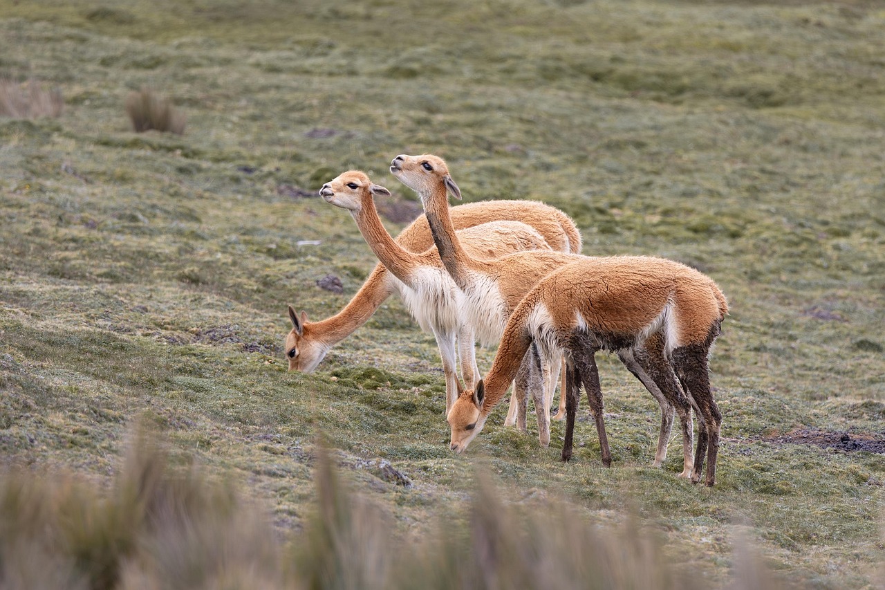 Animal Vicuna Vigone - Free photo on Pixabay