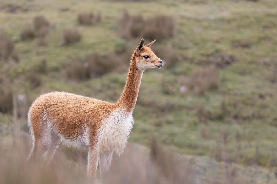 Vicuna Camelid Animal - Free photo on Pixabay