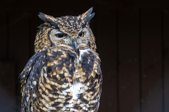 Owl Bird Animal - Free photo on Pixabay