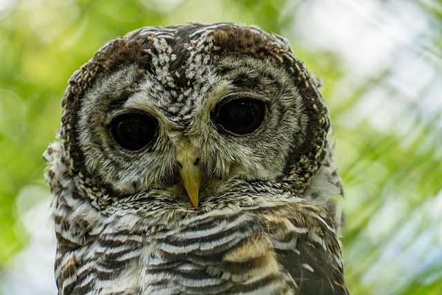 Owl Bird Animal - Free photo on Pixabay