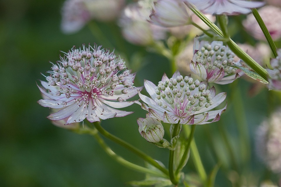 Blume Seeds Plant - Free photo on Pixabay