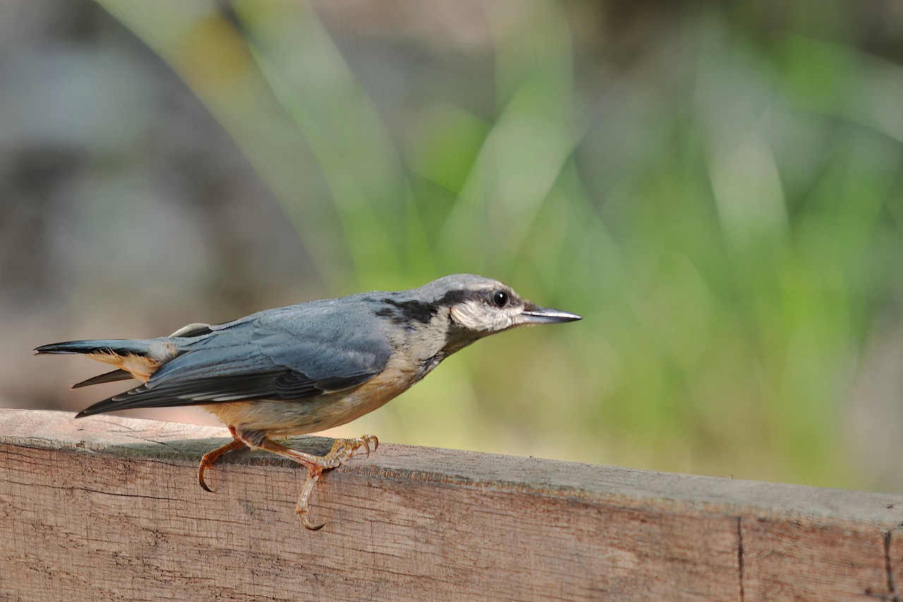 Trepador Azul Pájaro Animal - Foto gratis en Pixabay
