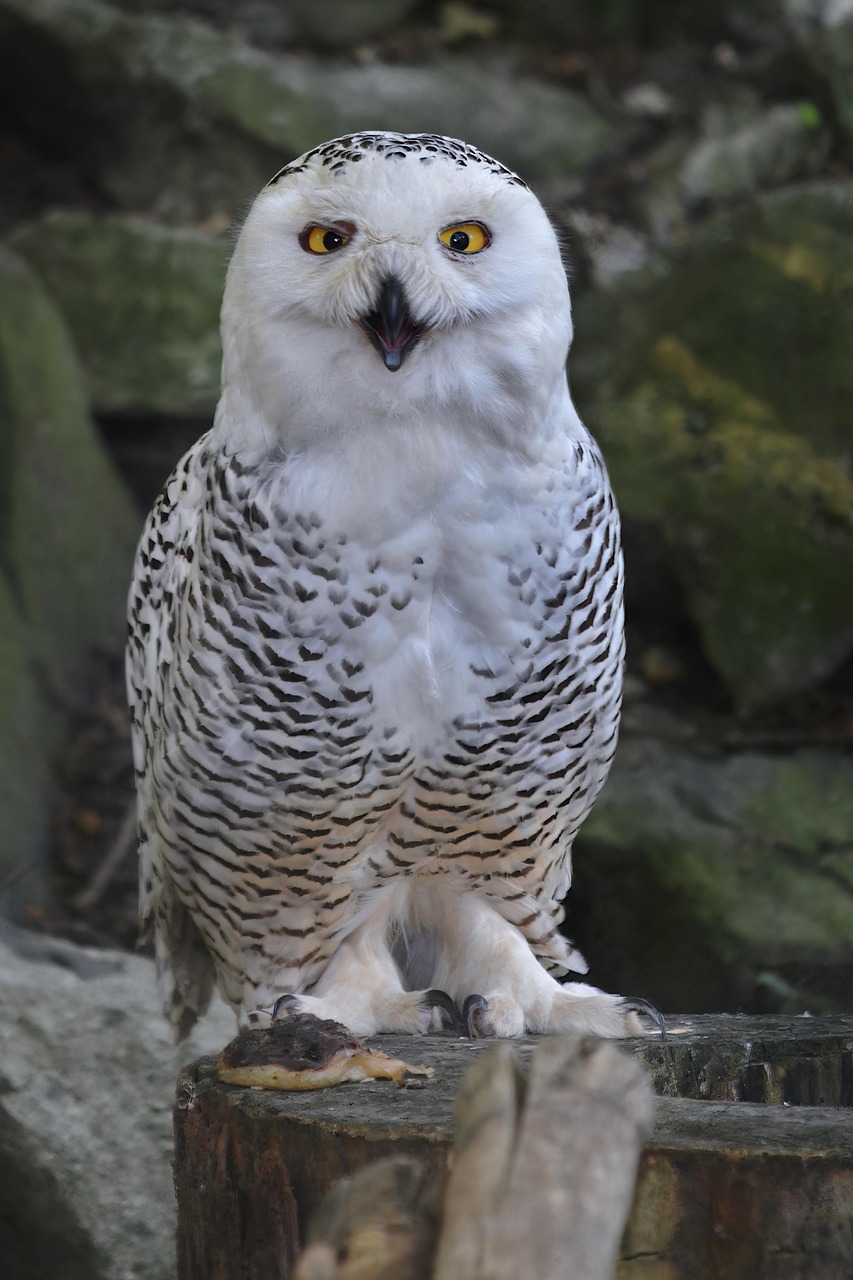 Harfang Des Neiges Hibou Oiseau - Photo gratuite sur Pixabay