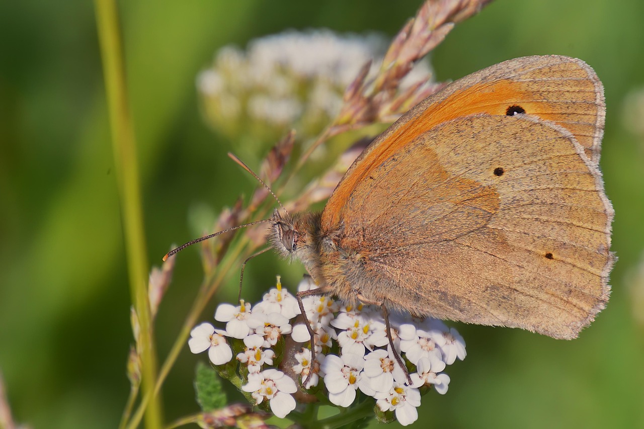 Butterfly Insect Flying - Free photo on Pixabay