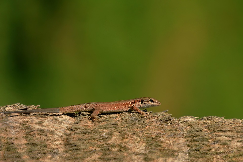 Common Wall Lizard Animal - Free photo on Pixabay