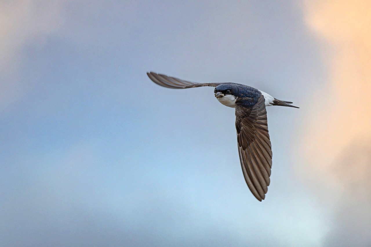 Flour Martin Swallow Bird - Free photo on Pixabay