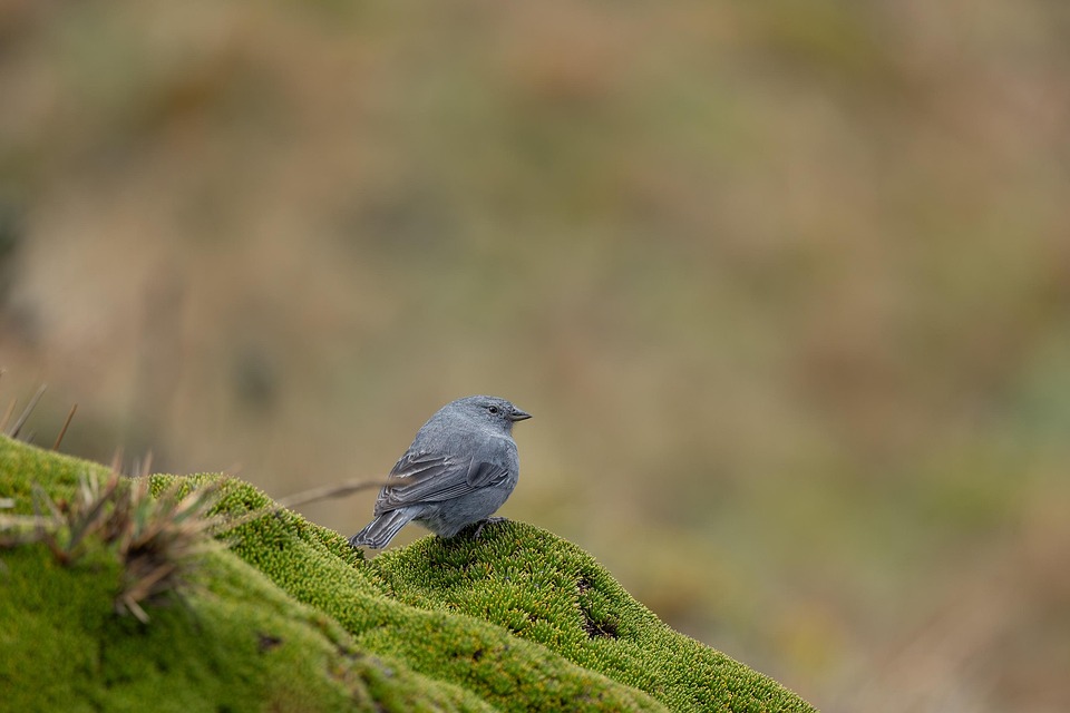 Phrygil Lead Grey Bird - Free photo on Pixabay