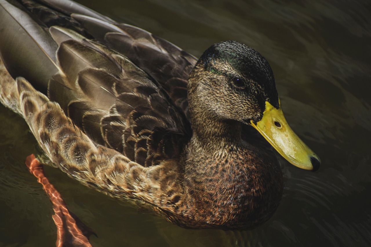 Pato Pássaro Animal Animais - Foto gratuita no Pixabay