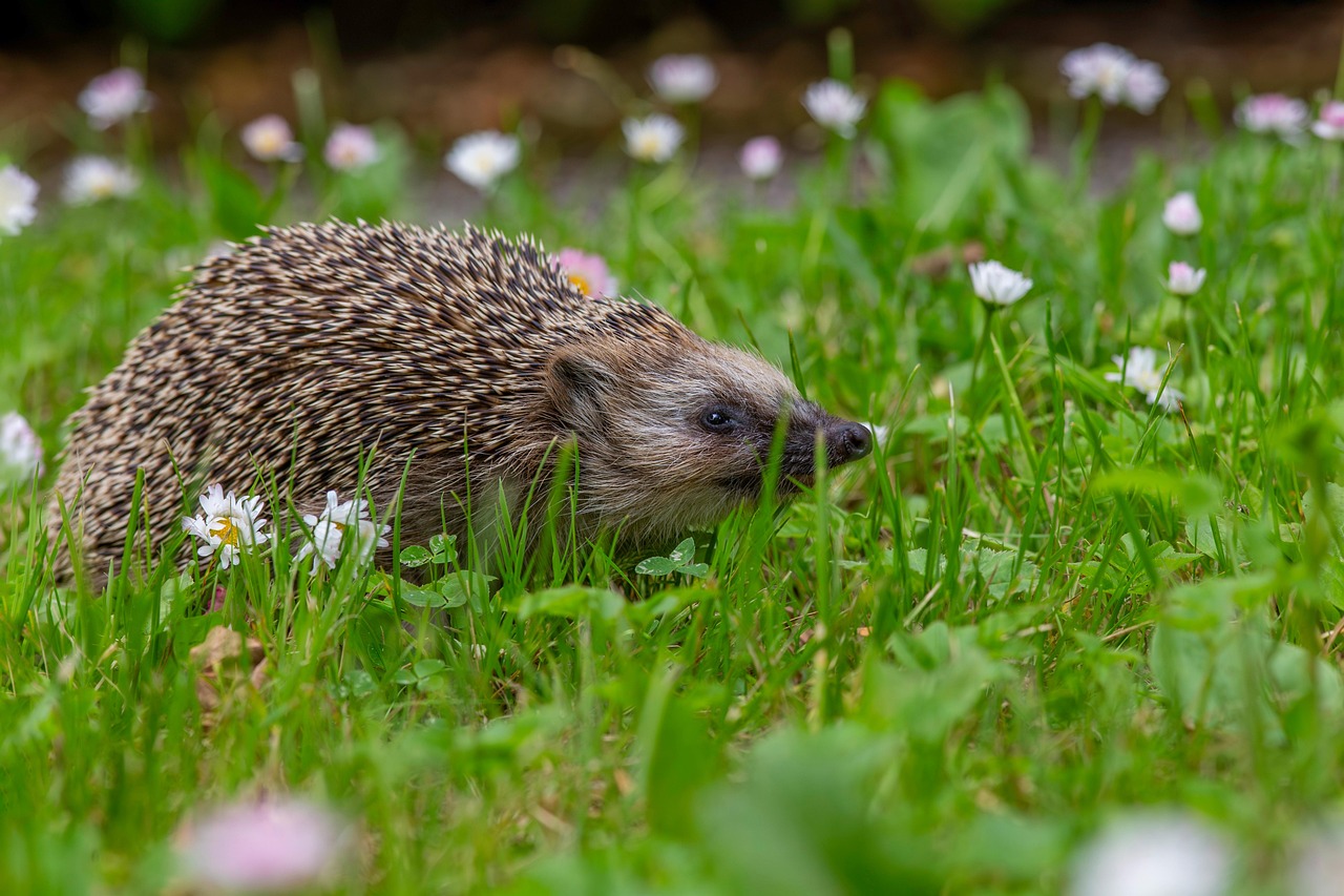 European Hedgehog Animal - Free photo on Pixabay