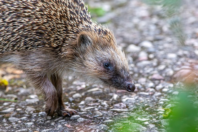 European Hedgehog Animal - Free photo on Pixabay