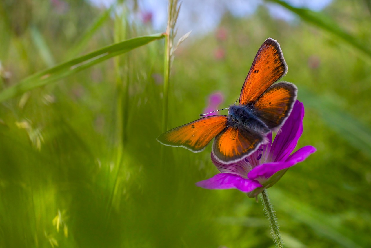 Naturaleza Mariposa De Cerca Medio - Foto gratis en Pixabay