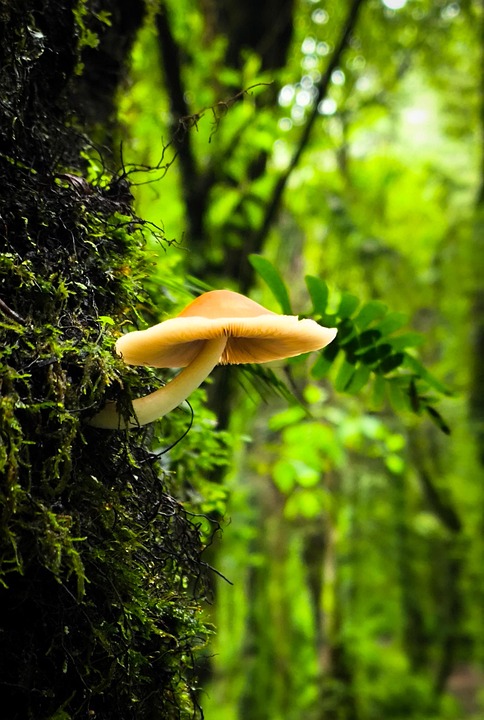 Mushroom Fungus Nature - Free photo on Pixabay