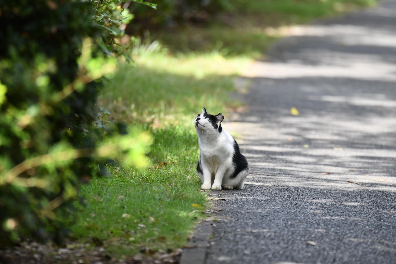 Cat Cute Kitty - Free photo on Pixabay