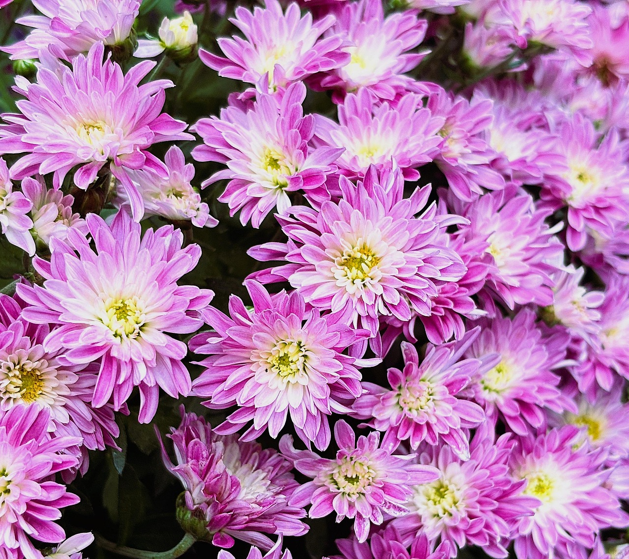 Flowers Petals Bloom - Free photo on Pixabay