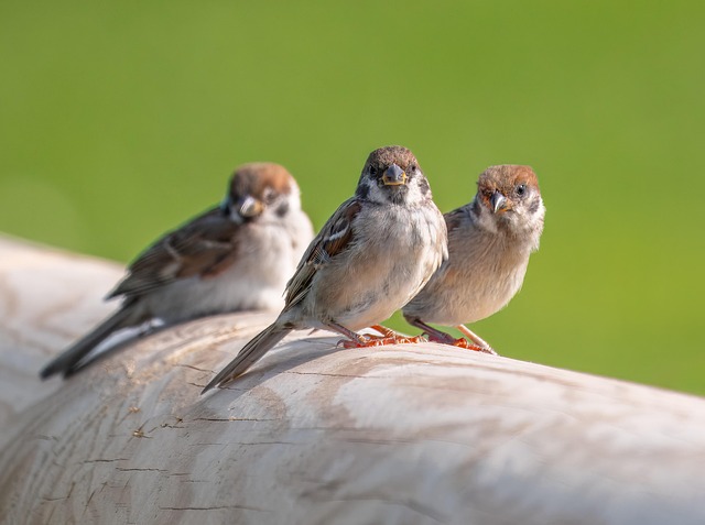House Sparrow Bird - Free photo on Pixabay