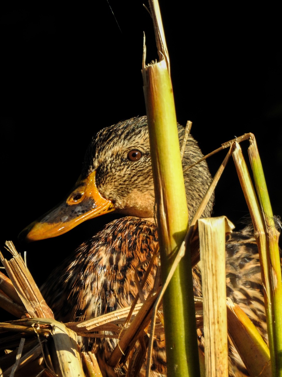 Duck Nature Bird - Free photo on Pixabay