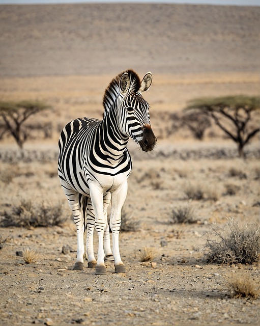 Zebra Wildlife Animal - Free photo on Pixabay