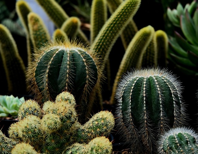 Cactus Cacti Succulent - Free photo on Pixabay