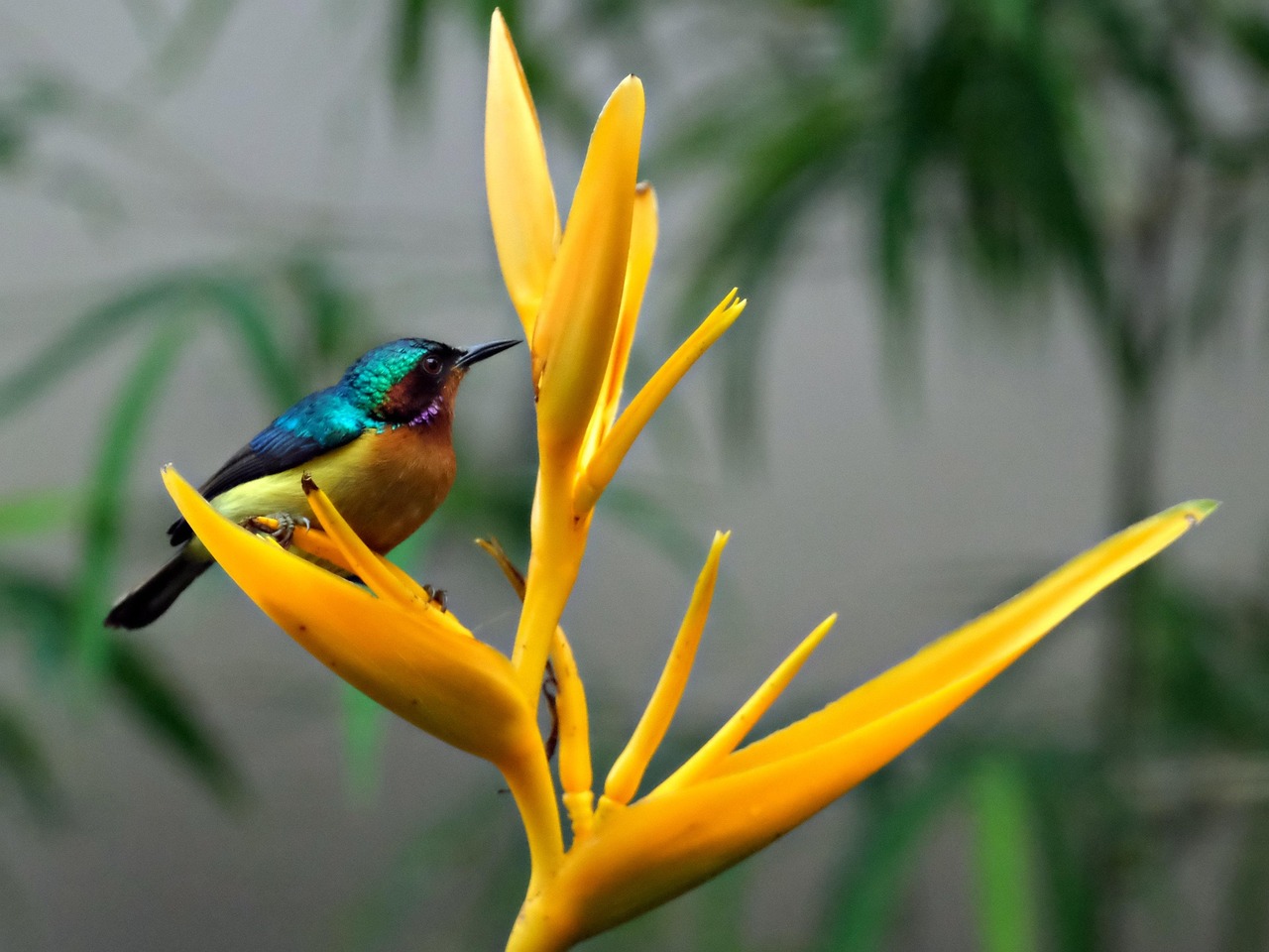 Heliconia Bird Animal - Free photo on Pixabay