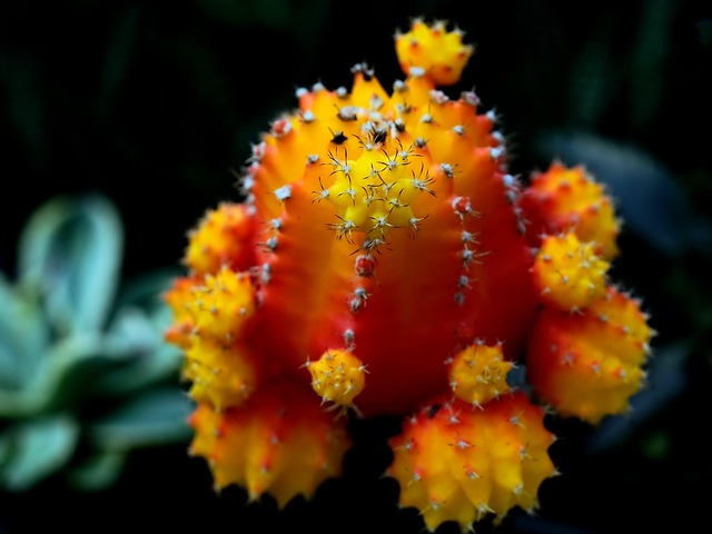 Cactus Plant Nature - Free photo on Pixabay