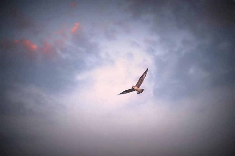 Sky Bird Nature - Free photo on Pixabay