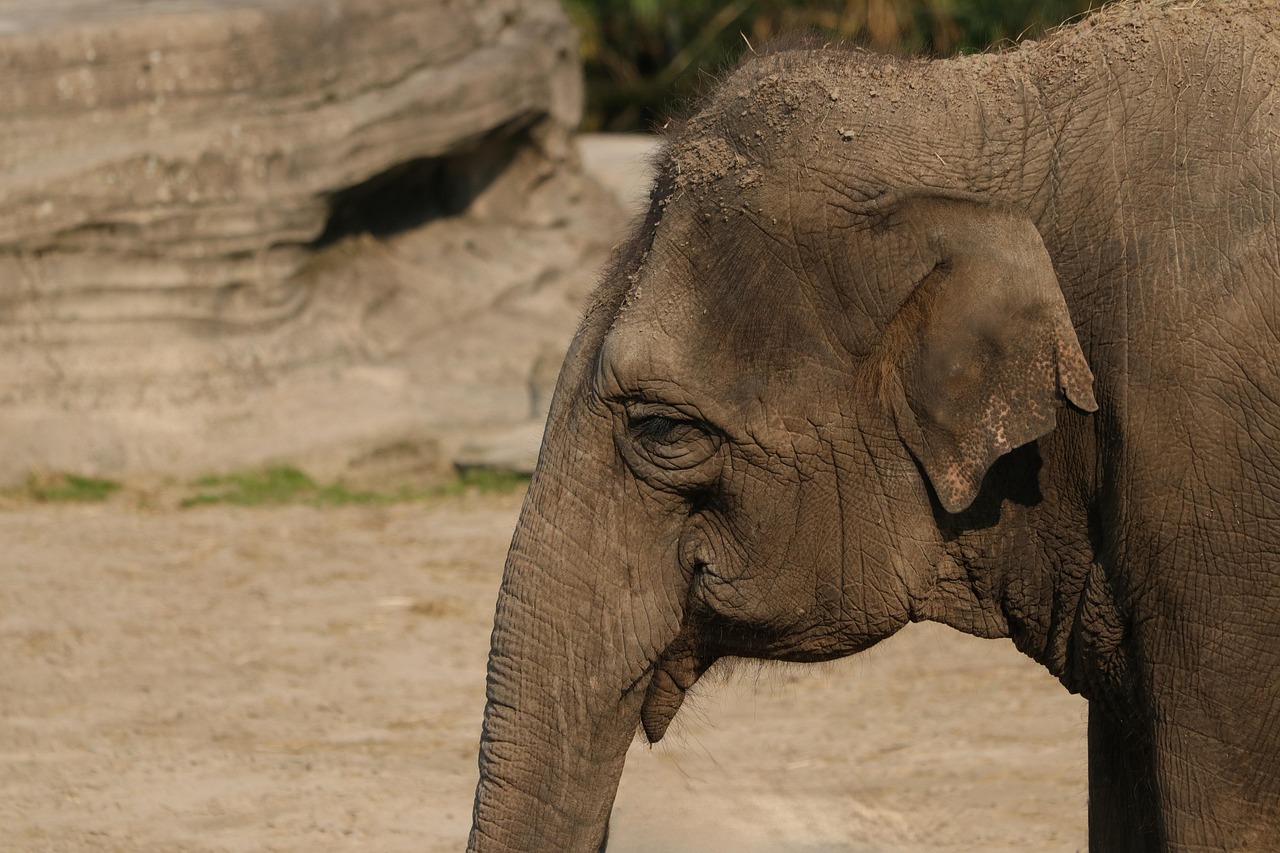 Elephant Asian Animal - Free photo on Pixabay