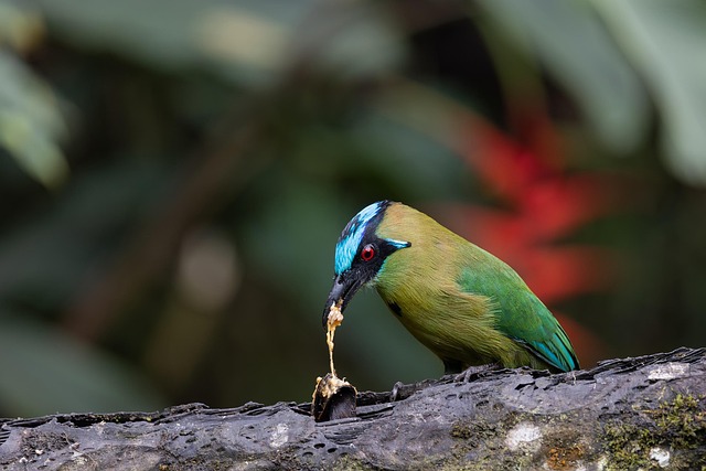 Momoto De Ecuador Palabrapalabra - Foto gratis en Pixabay