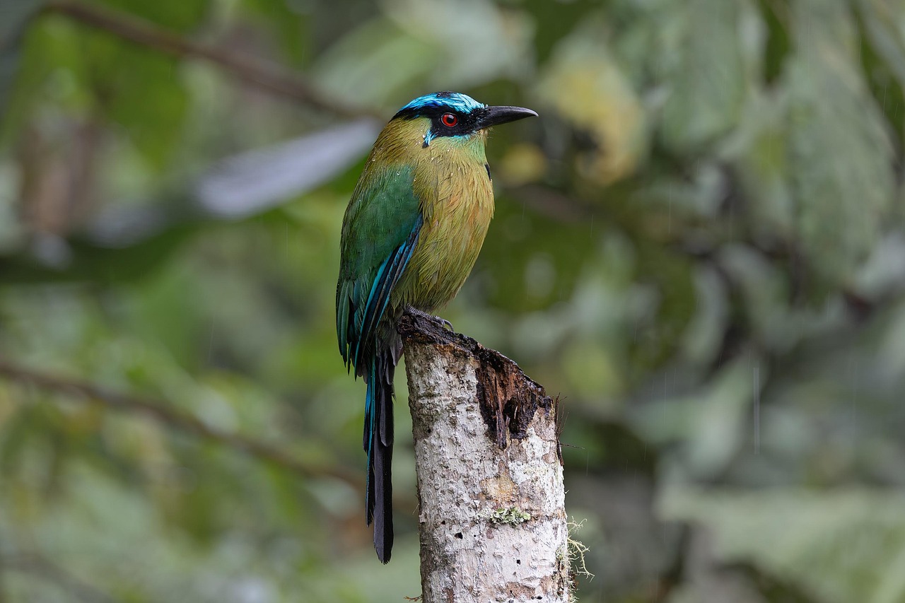 Ecuadorian Motmot Bird - Free photo on Pixabay