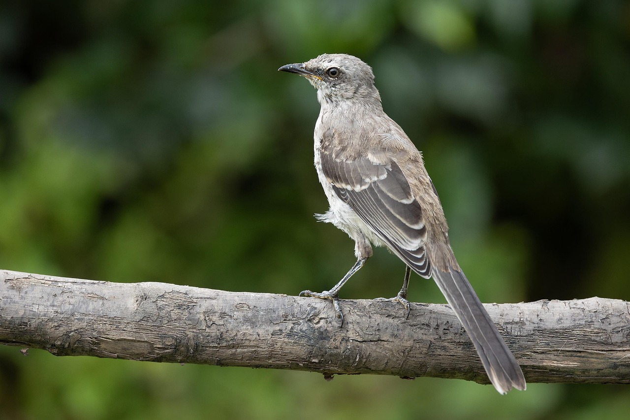 Savannah Mockingbird Sparrow Bird - Free photo on Pixabay