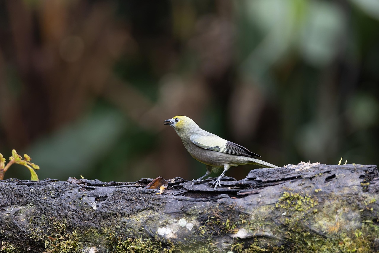 Bird Palm Tanager - Free photo on Pixabay
