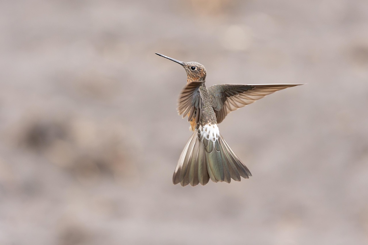 Giant Hummingbird Bird - Free photo on Pixabay