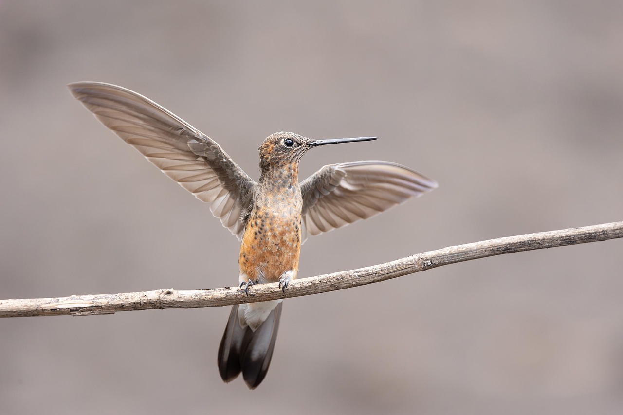 Plus de 1 000 photos gratuites de Colibri et de Oiseau - Pixabay